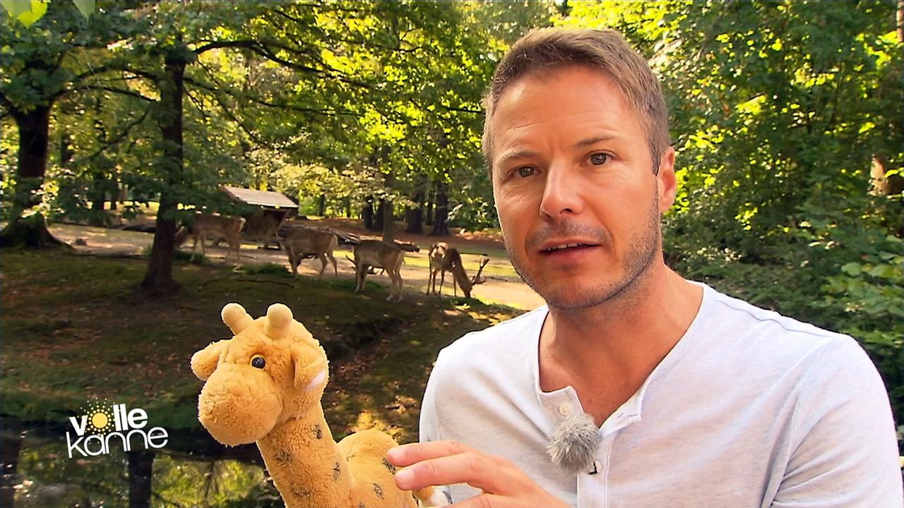 Besserwisser: Wie kommunizieren Giraffen?