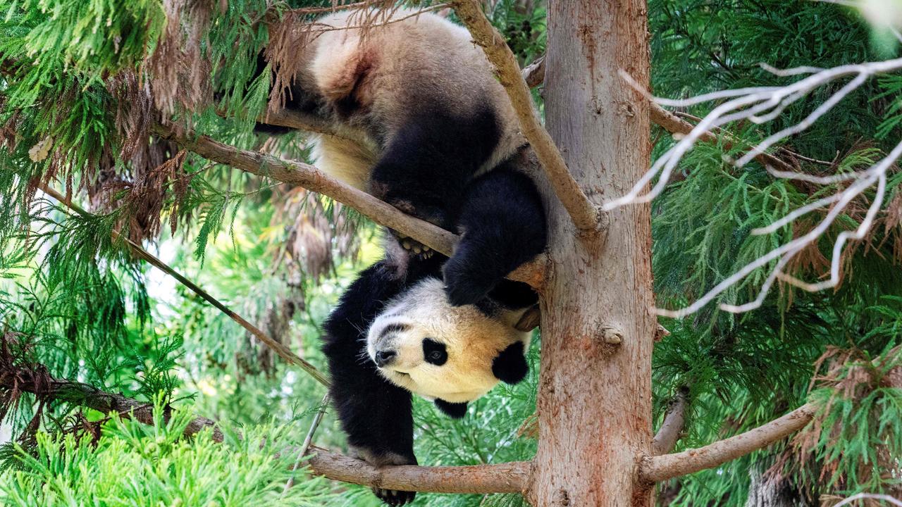 Ur-Panda in Tongrube im Allgäu entdeckt