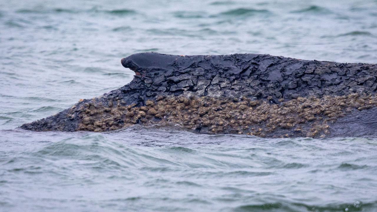 Buckelwal in der Lübecker Bucht gestrandet