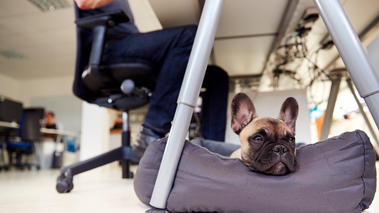 Hund Beschaftigen Wahrend Arbeit