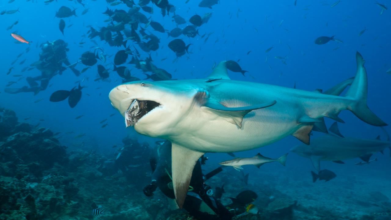 Bullenhai: Wie gefährlich ist er? Das sagt die Wissenschaft
