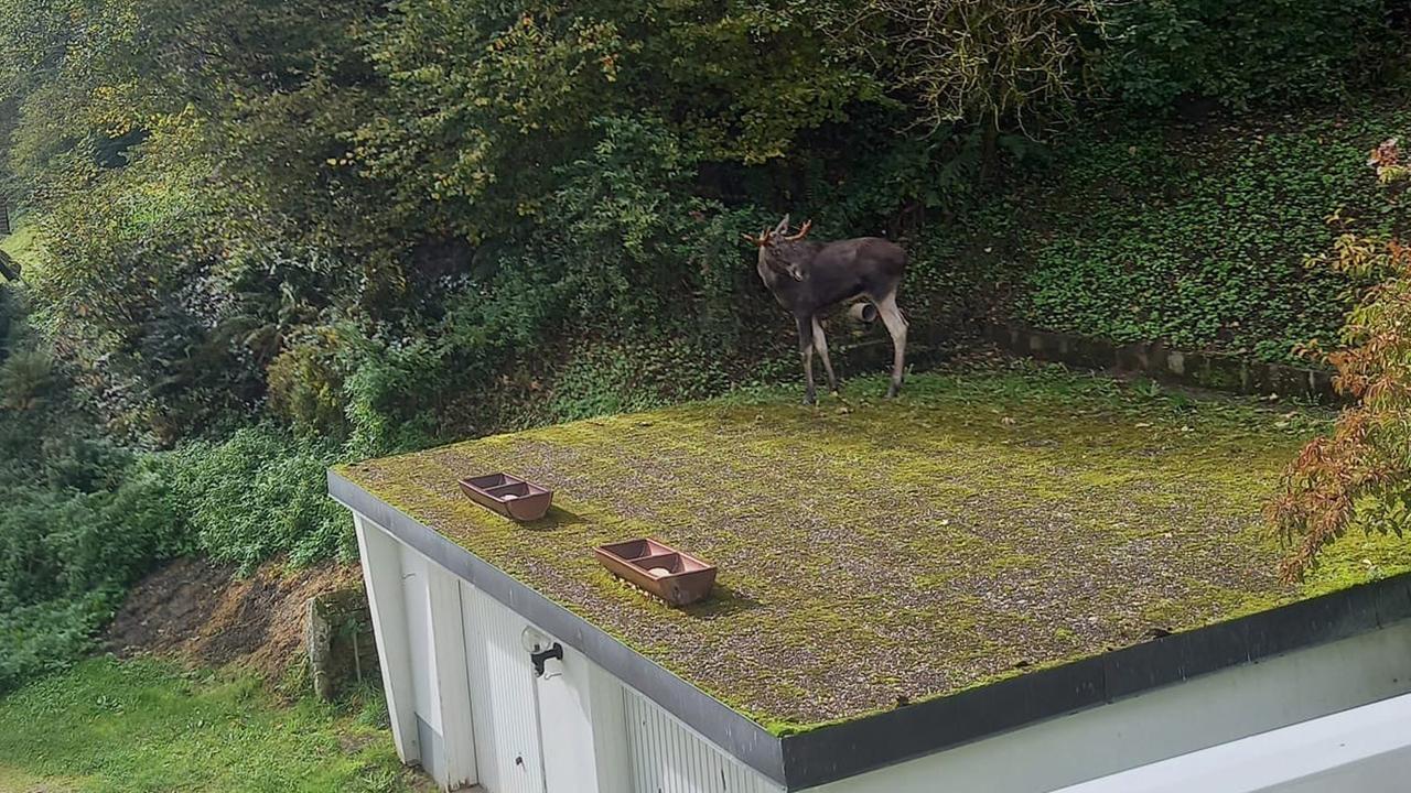 Elch-Sichtung im Schwarzwald: Rosi bekommt ungewöhnlichen Besuch