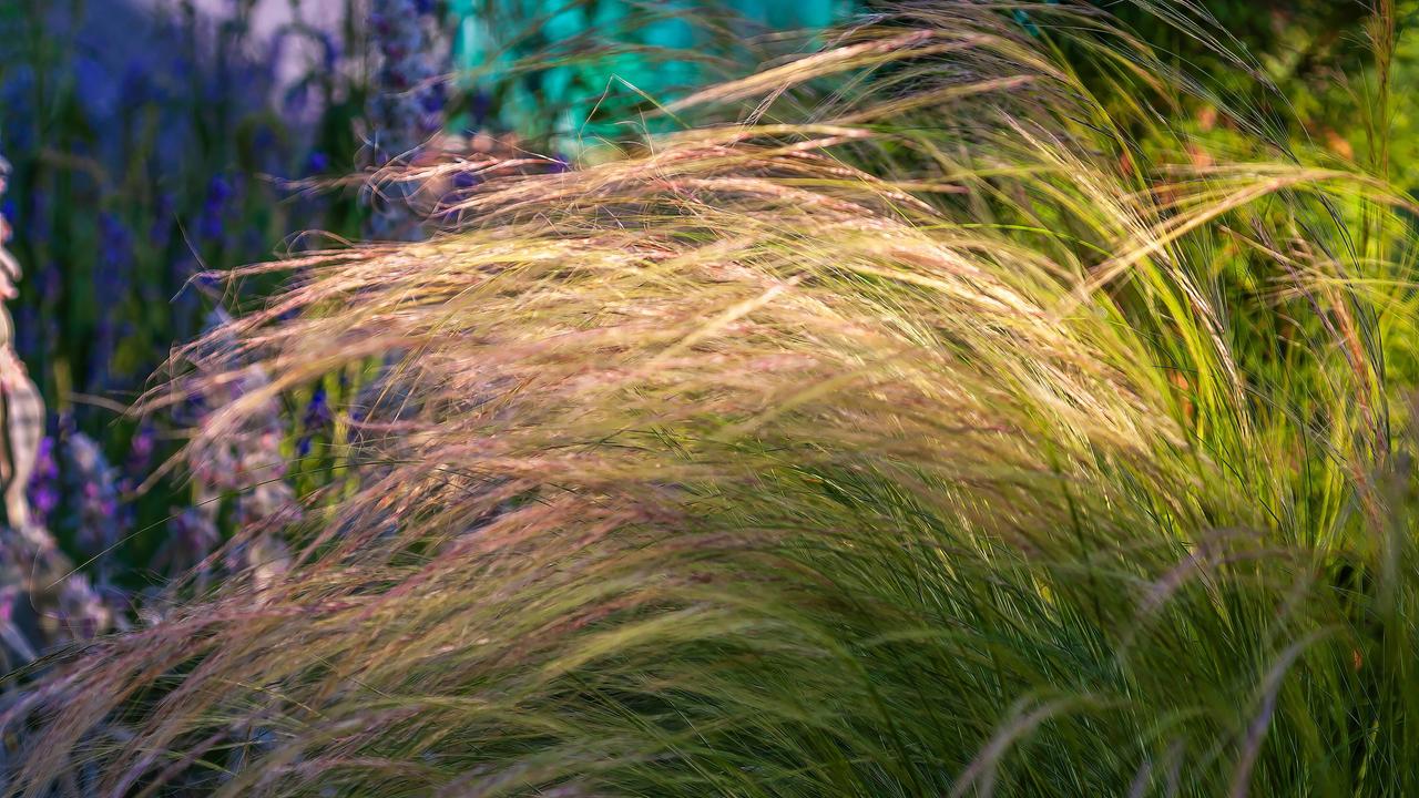 Ziergräser im Garten: Die richtige Pflege für Beet und Balkon