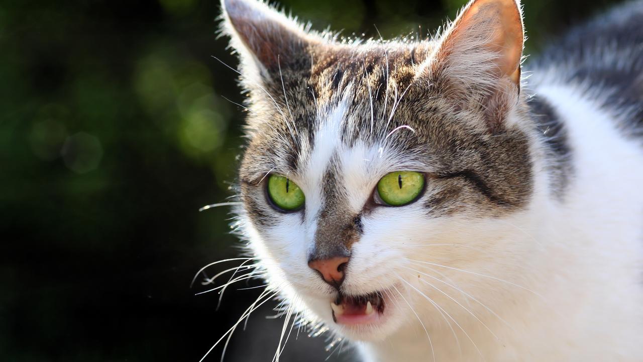 Infektionsgefahr: Wenn ein Katzenbiss zum Notfall wird