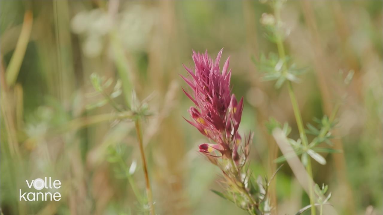 Rückgang der Biodiversität gefährdet Medizin