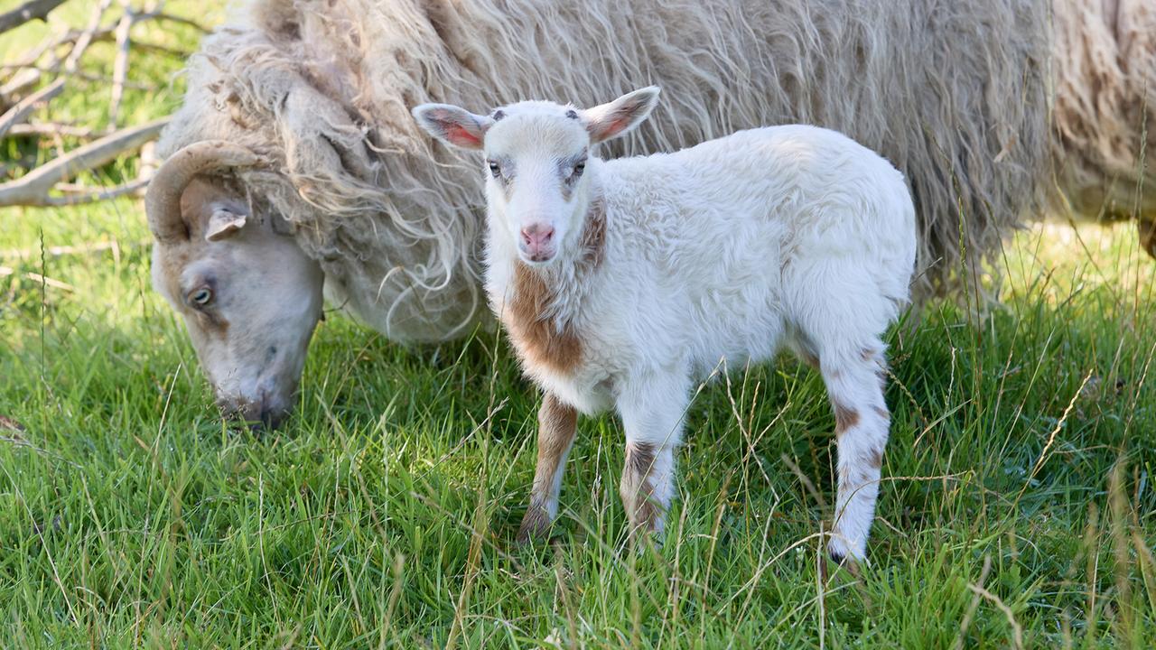 Kreuzung aus Schaf und Ziege: Offenbar Schiege geboren