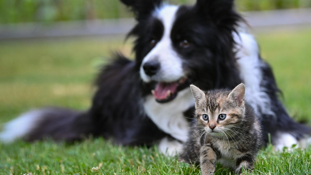 Wie Hund und Katze sich verstehen: So klappt die Haustier-WG