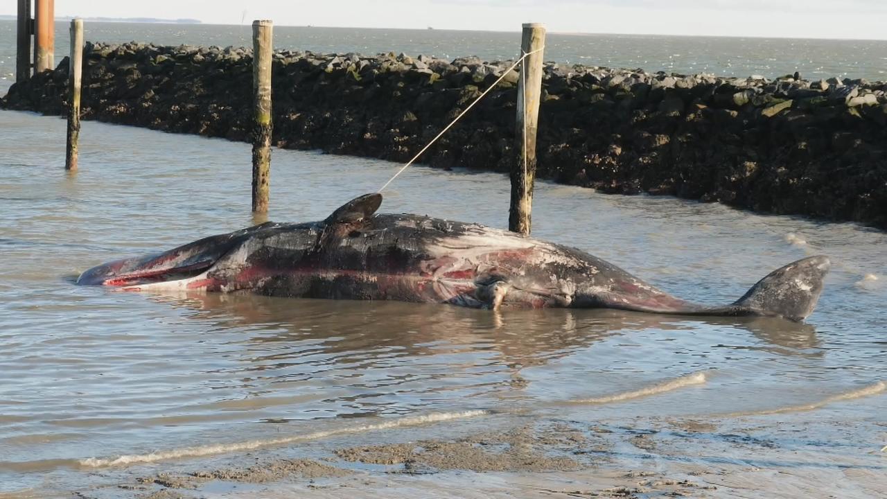 heute in Deutschland - Toter Pottwal vor Sylt