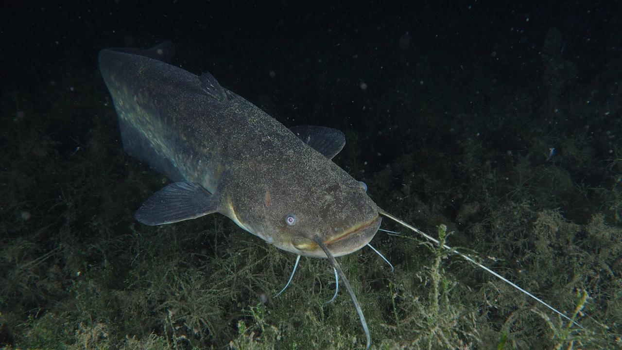 Zwei-Meter-Fisch: Riesenwels beißt Badende im Brombachsee